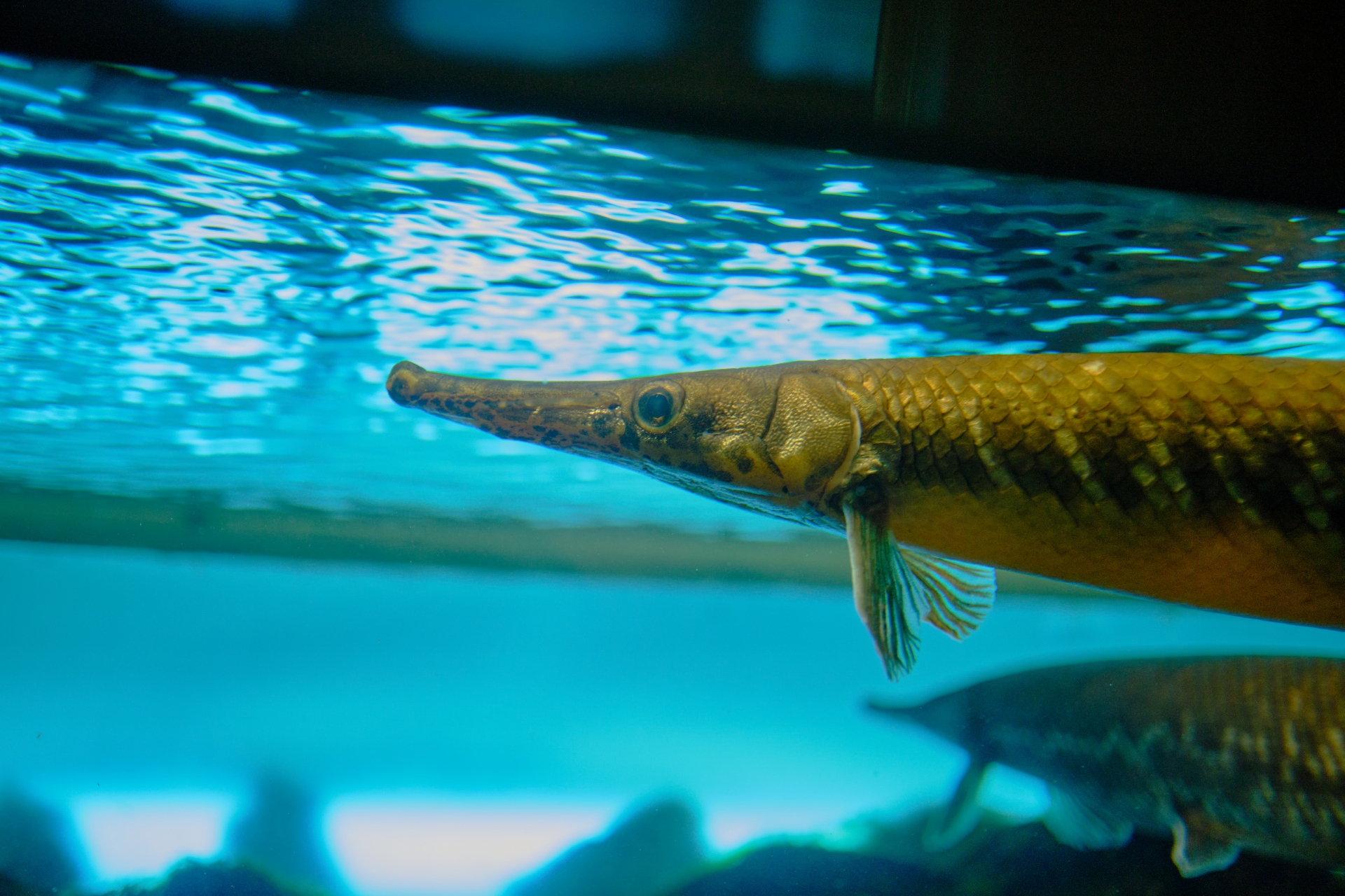 魚が持つ鱗の種類とは？ 櫛鱗・円鱗・稜鱗・楯鱗・硬鱗それぞれの特徴 サカナト
