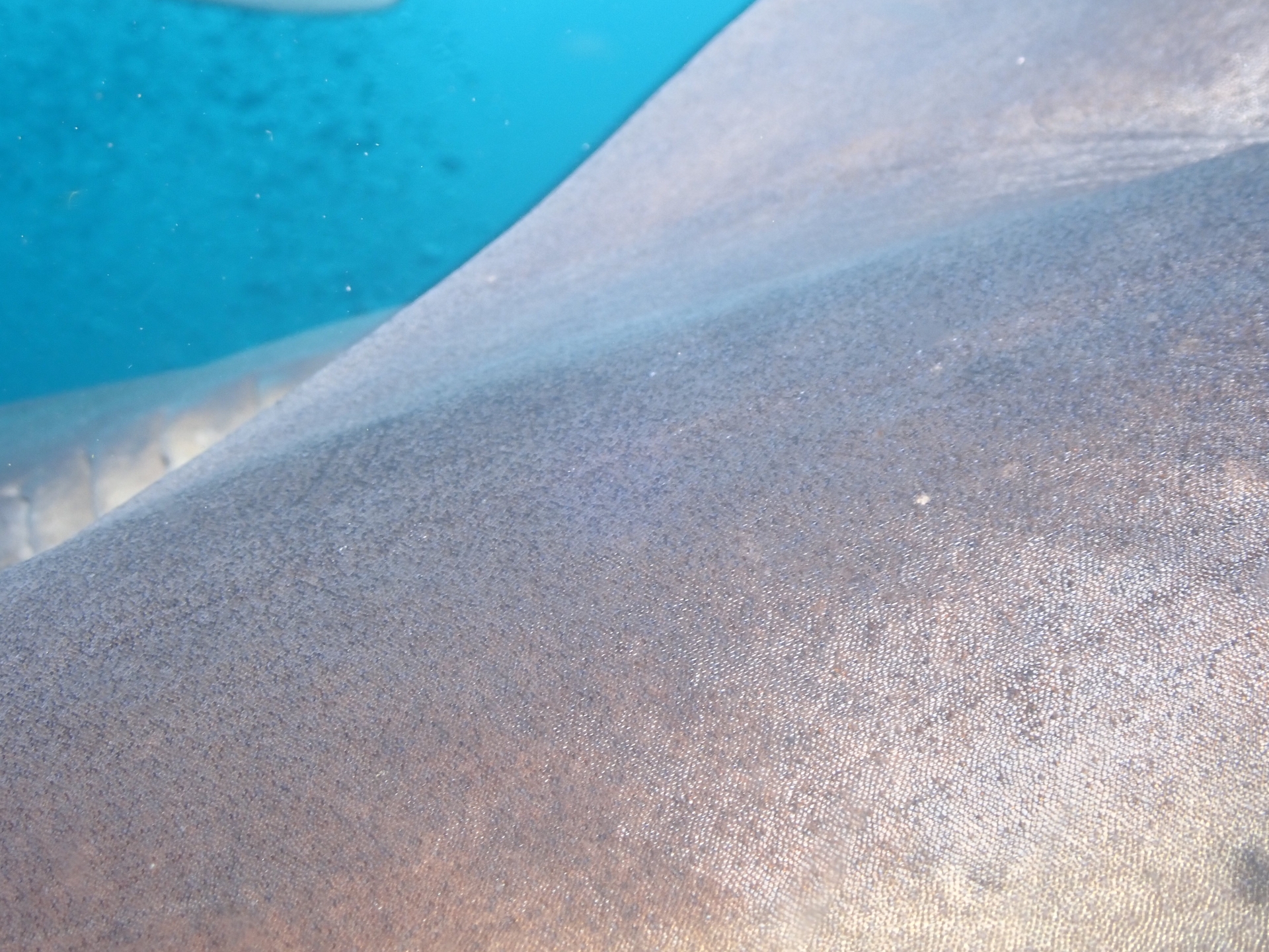 魚が持つ鱗の種類とは？ 櫛鱗・円鱗・稜鱗・楯鱗・硬鱗それぞれの特徴 サカナト