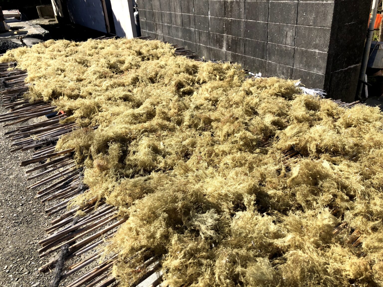 サカナ好きにも知ってほしい＜紅藻＞のこと 食生活に密接に関わる海藻 - サカナト