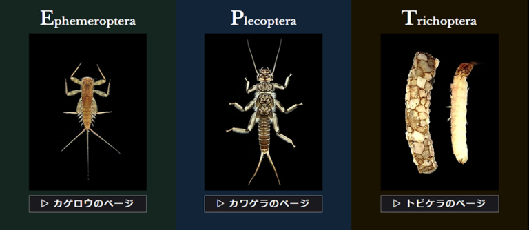 川虫愛に溢れるWebサイト＜An Artless Riverside 川虫館＞オープン 名を知るは愛の始まり？ - サカナト